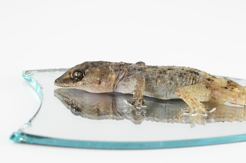 One Small Gecko Lizard and Mirror Stock Image - Image of full, studio ...