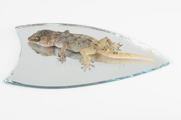 One Small Gecko Lizard and Mirror Stock Photo - Image of looking, view ...