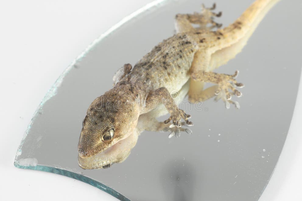 One Small Gecko Lizard and Mirror Stock Photo - Image of gecko, curious ...