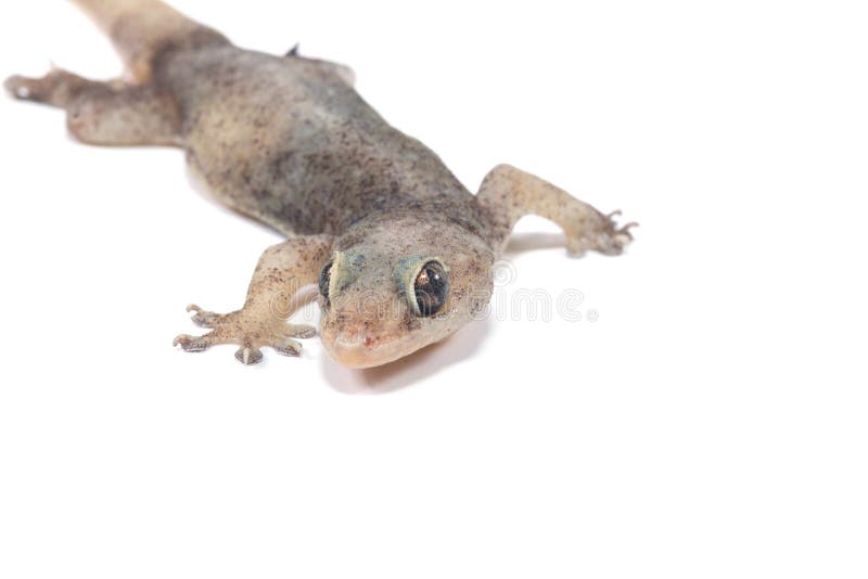 One Small Gecko Lizard stock image. Image of lizard, macro - 57804639