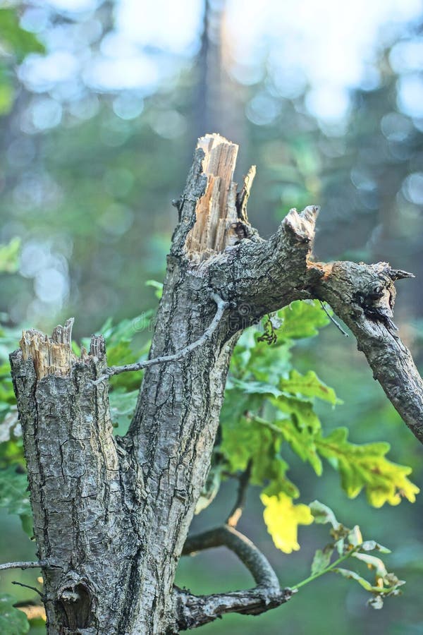 One Small Gray Oak Tree with Broken Branches Stock Photo - Image of ...