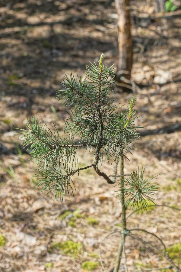 One Small Gray Tree Pine Sprout with Green Coniferous Branches and Long ...