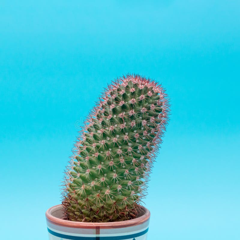 One Small Green Cactus on a Blue Background, Close Up Stock Photo ...