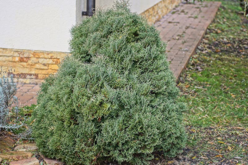One Small Green Coniferous Bush Tree in the Grass Stock Image - Image ...