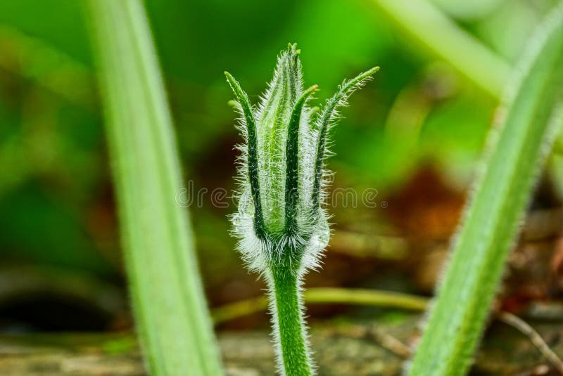 Small Green Pumpkin on a Branch in the Garden Stock Photo - Image of ...