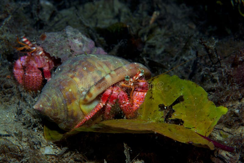 117 Hermit Crab Shell Pink Stock Photos - Free & Royalty-Free Stock ...