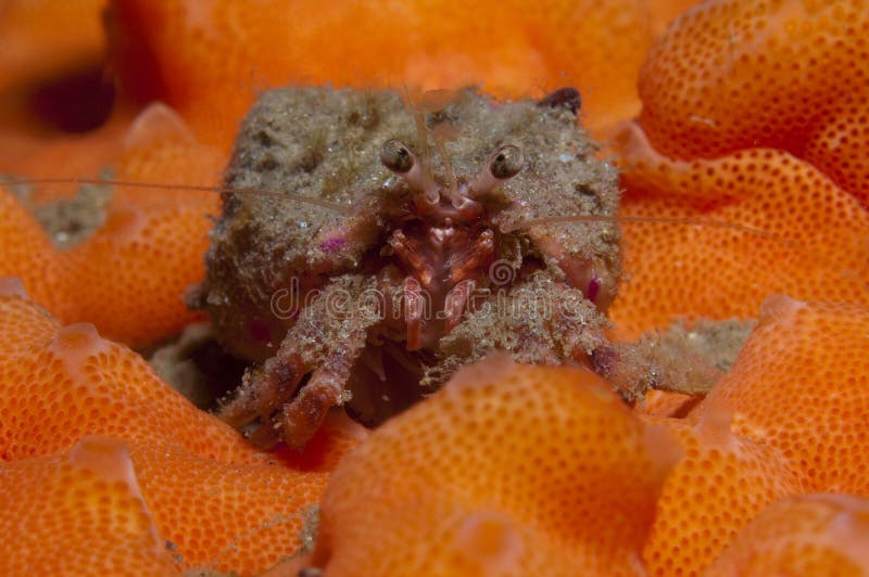 117 Hermit Crab Shell Pink Stock Photos - Free & Royalty-Free Stock ...