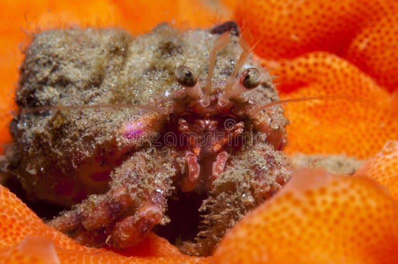 117 Hermit Crab Shell Pink Stock Photos - Free & Royalty-Free Stock ...