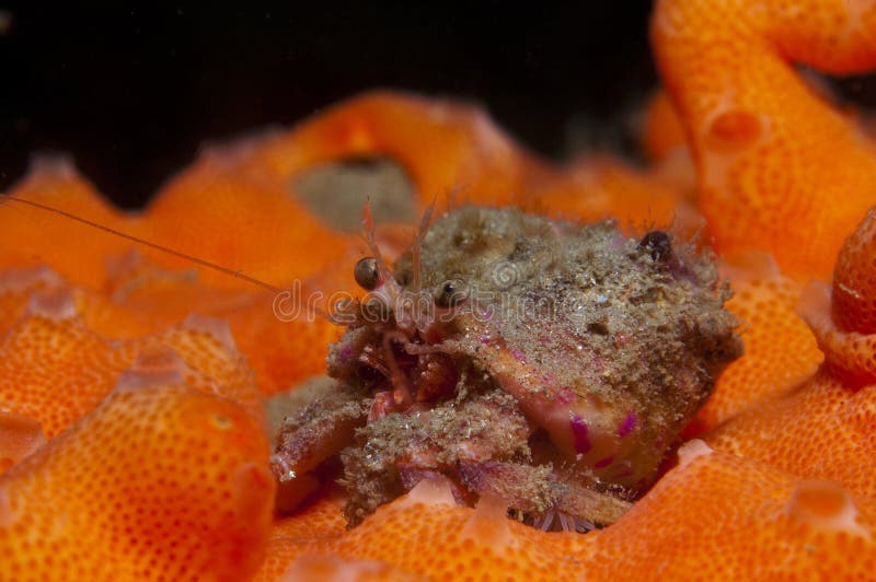 117 Hermit Crab Shell Pink Stock Photos - Free & Royalty-Free Stock ...