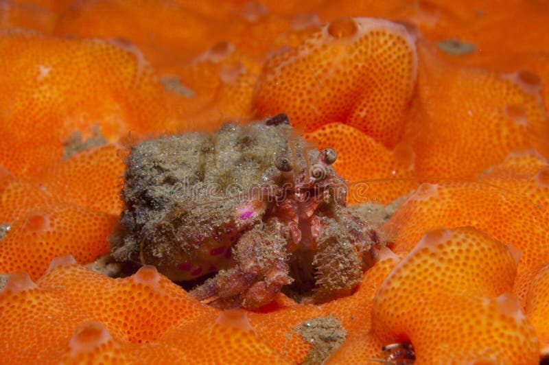 117 Hermit Crab Shell Pink Stock Photos - Free & Royalty-Free Stock ...