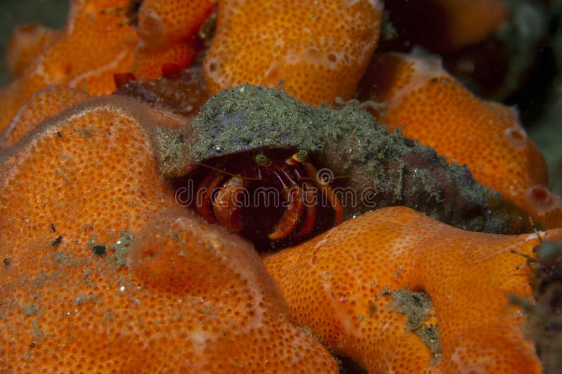 117 Hermit Crab Shell Pink Stock Photos - Free & Royalty-Free Stock ...