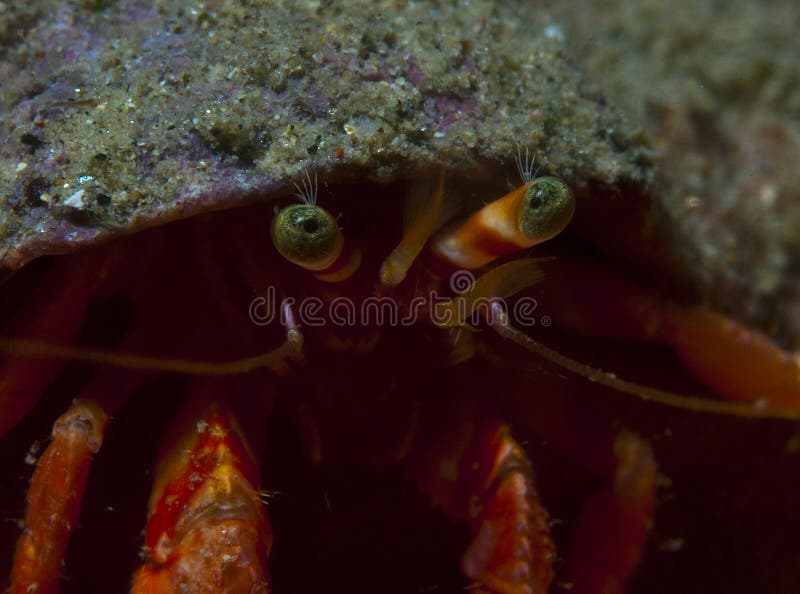 117 Hermit Crab Shell Pink Stock Photos - Free & Royalty-Free Stock ...