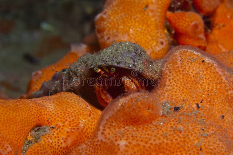 117 Hermit Crab Shell Pink Stock Photos - Free & Royalty-Free Stock ...