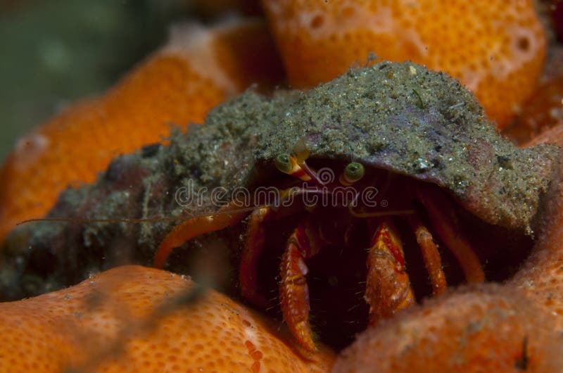 117 Hermit Crab Shell Pink Stock Photos - Free & Royalty-Free Stock ...