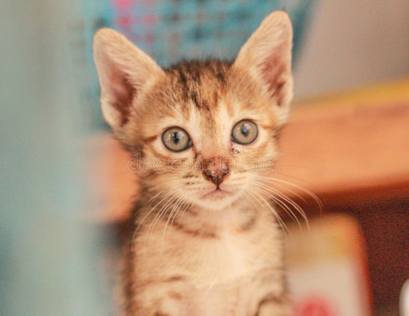 One Small Orange Cat Playing Happily Stock Image - Image of kitty ...