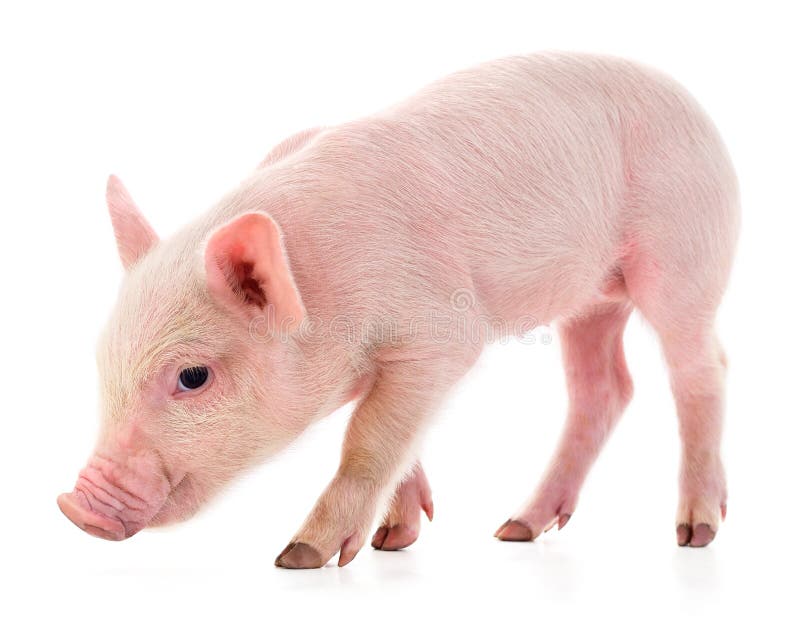 Small Piglet of a Wild Boar in a Deciduous Forest with Beautiful Light ...