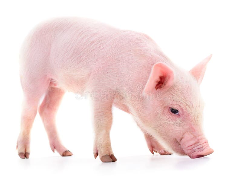 Piglet stock image. Image of farm, pork, pink, piggy, animal - 1521133