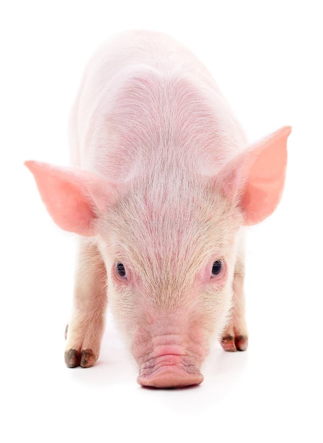 Small Piglet in a Farm.Domestic Animal Stock Photo - Image of domestic ...
