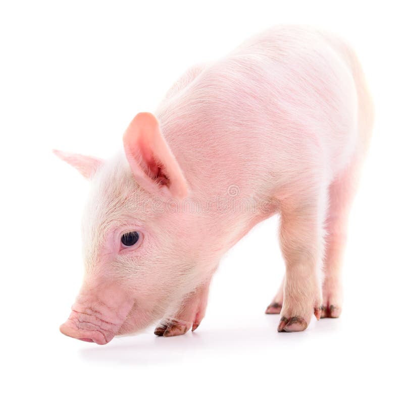 Piglet Isolated Stock Photos - Download 1,858 Royalty Free Photos