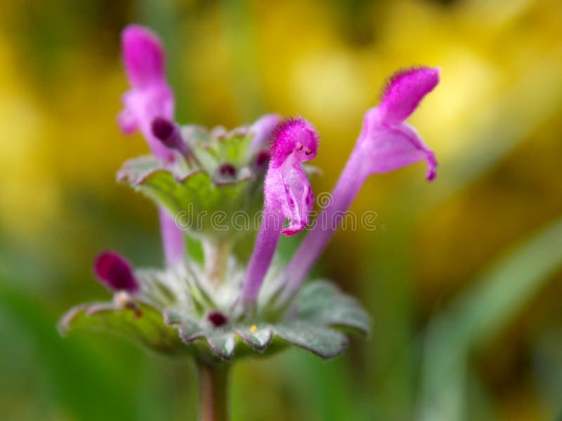 Small pink spring flower stock photo. Image of petal - 115165878