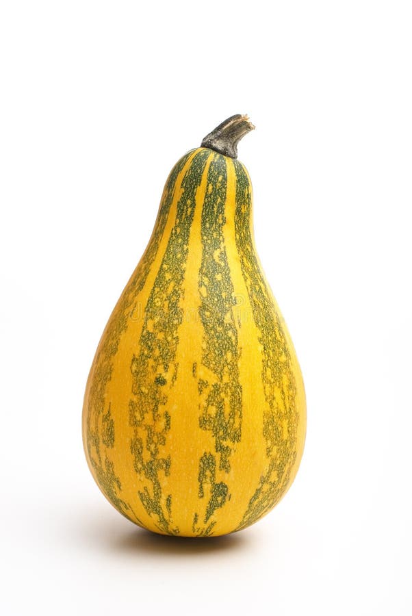 Small pumpkin stock image. Image of nature, life, gold - 6747581