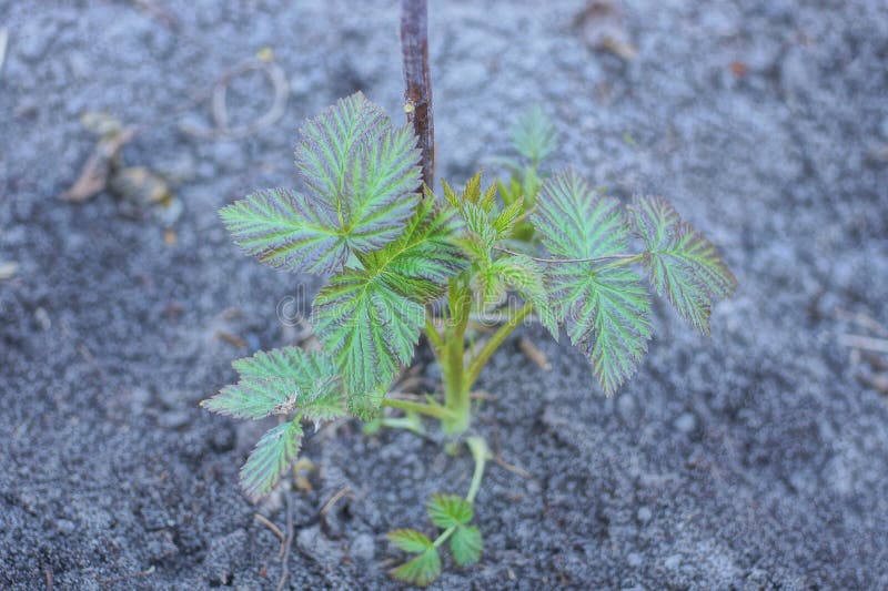 One Small Raspberry Bush with Green Leaves Stock Image - Image of ...