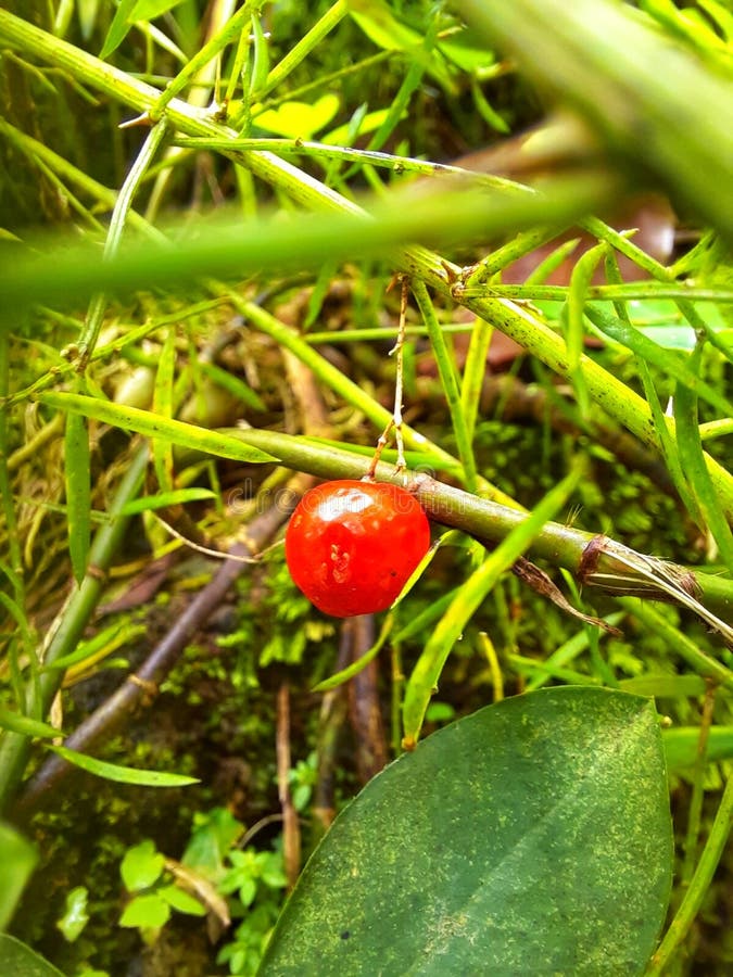 One Small Red Fruit on a Tree Branch Stock Image - Image of flower ...