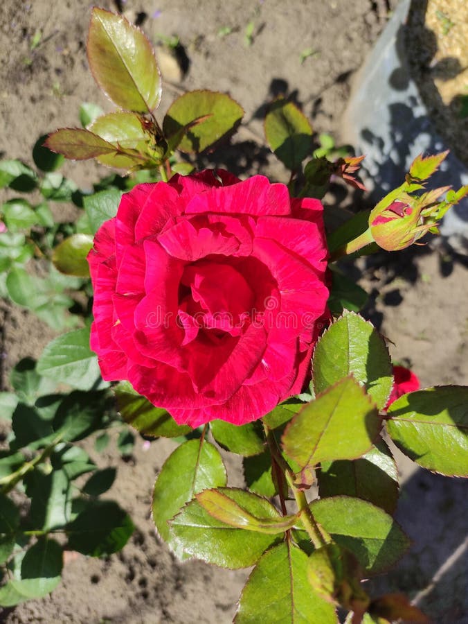 One small rose. stock photo. Image of rose, garden, wildflower - 240863420