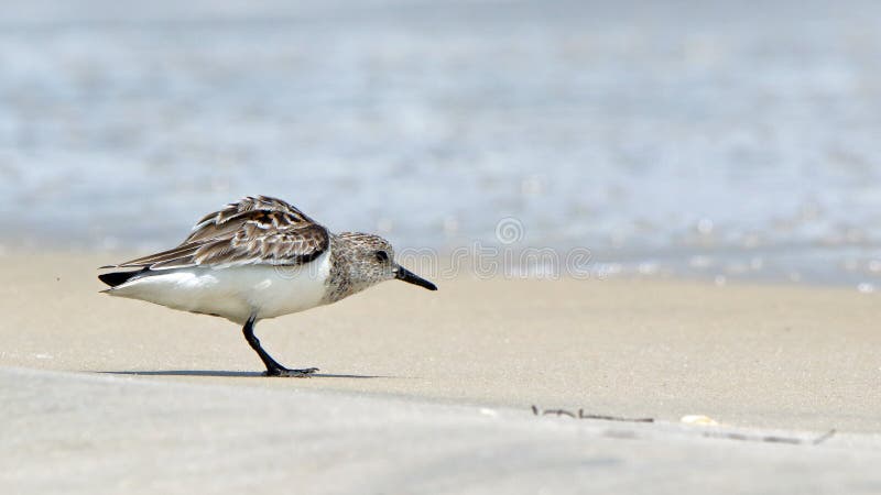One Small Shorebird Walking Near Surf on the Gulf Stock Photo - Image ...
