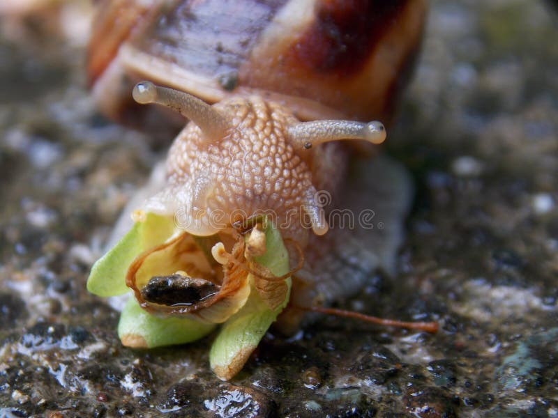 Snail Eats a Branch Against a Background of Green Grass Stock Photo ...