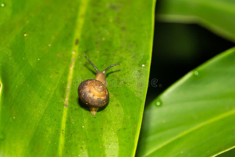 A Small Snail with Its Snail Shell on a Green Leaf Stock Photo - Image ...