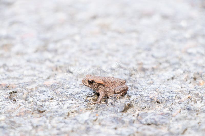 One Small Toad Sits on Wet Asphalt on the Road Stock Photo - Image of ...
