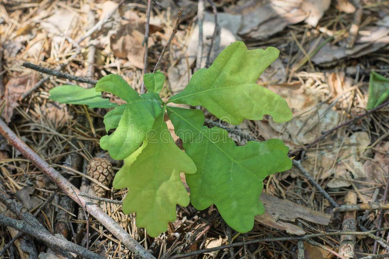 One Small Tree with Green Leaves in the Forest Stock Image - Image of ...