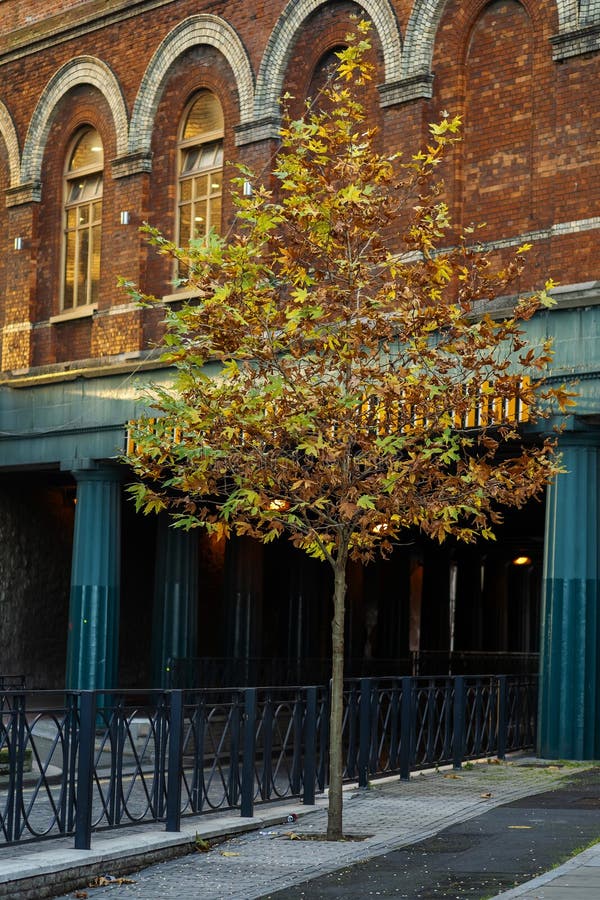 One Small Tree Grows in a Concrete Pavement in a City. Vertical Image ...