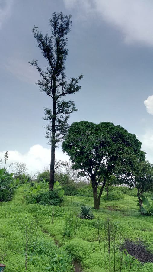 One Small Tree and Large Tree Stock Image - Image of beautiful, india ...