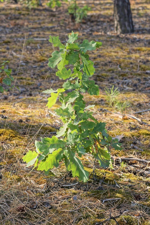 One Small Tree Oak with Green Leaves in the Forest Stock Photo - Image ...