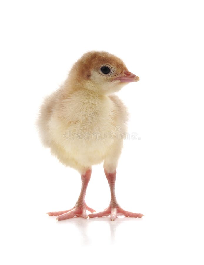 Small Turkey Sandwiches On Red Plate Stock Image - Image of junk ...