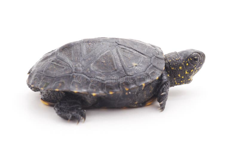 One small turtle. stock image. Image of turtle, shelter - 110259525