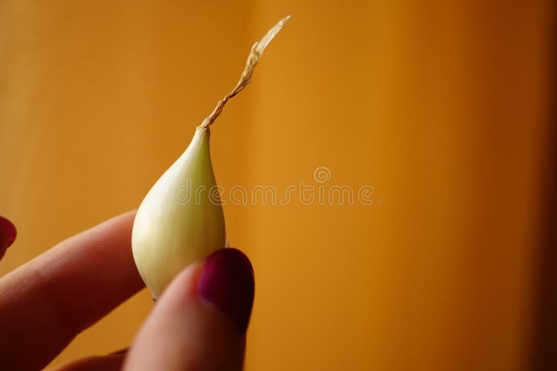 One Small White Bulb for Planting in Female Hand Stock Photo - Image of ...