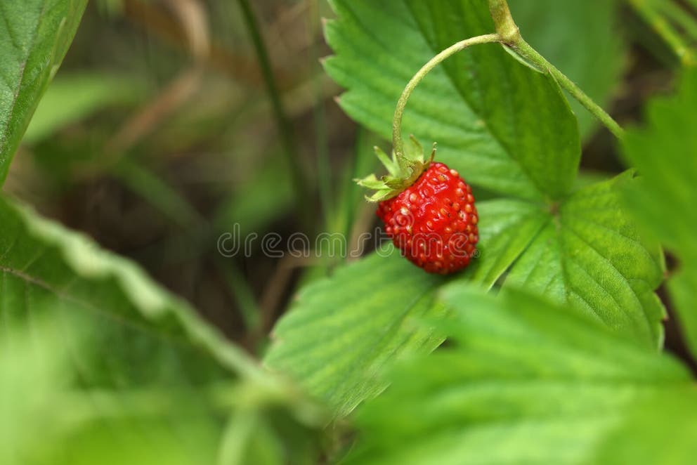 One Small Wild Strawberry Growing Outdoors. Space for Text Stock Photo ...