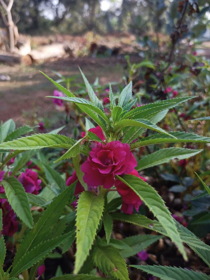 One of the smallest flower editorial stock photo. Image of herb - 209350048