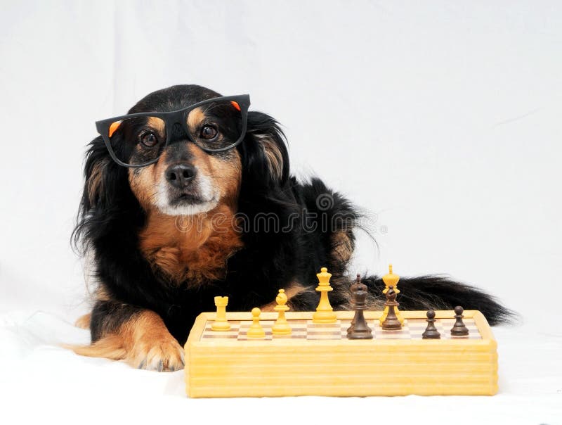 Smart Dog Playing Chess stock photo. Image of concentrate - 245319926