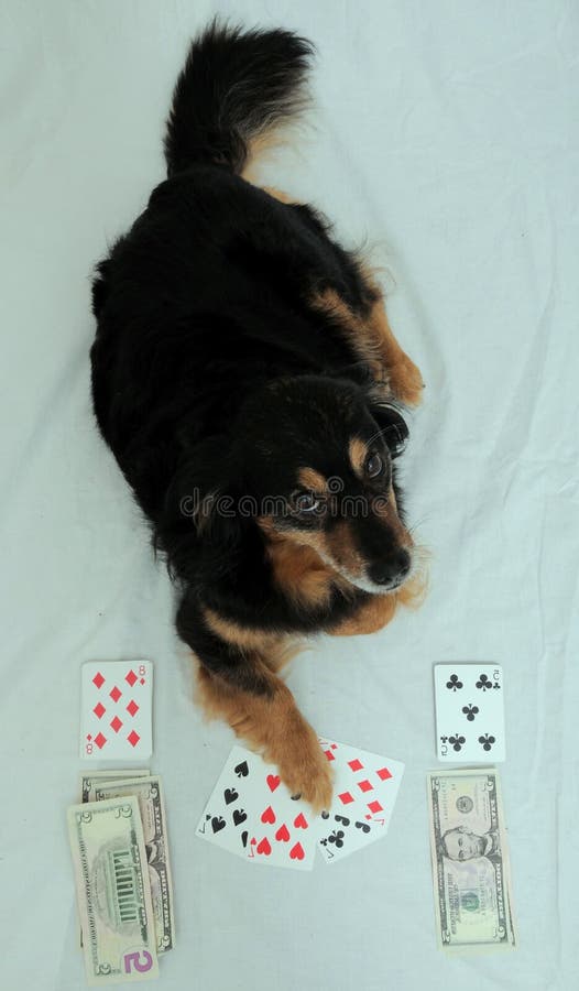 Poker Dog stock photo. Image of hold, jack, gamble, domestic - 243345930