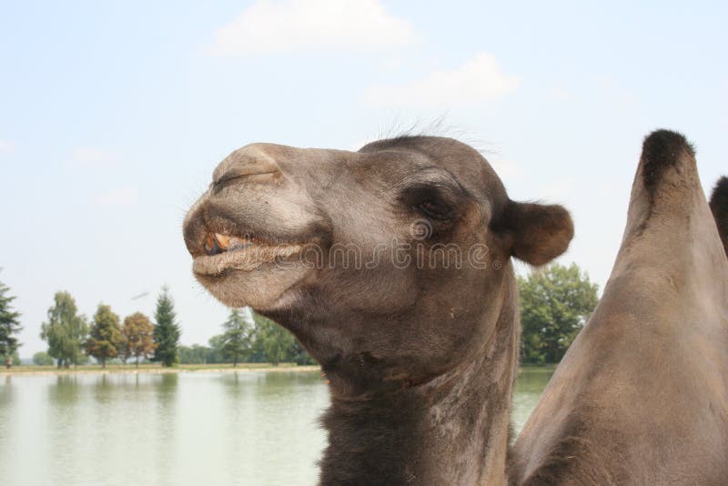 The smiling camel stock image. Image of hair, grey, tree - 107402821