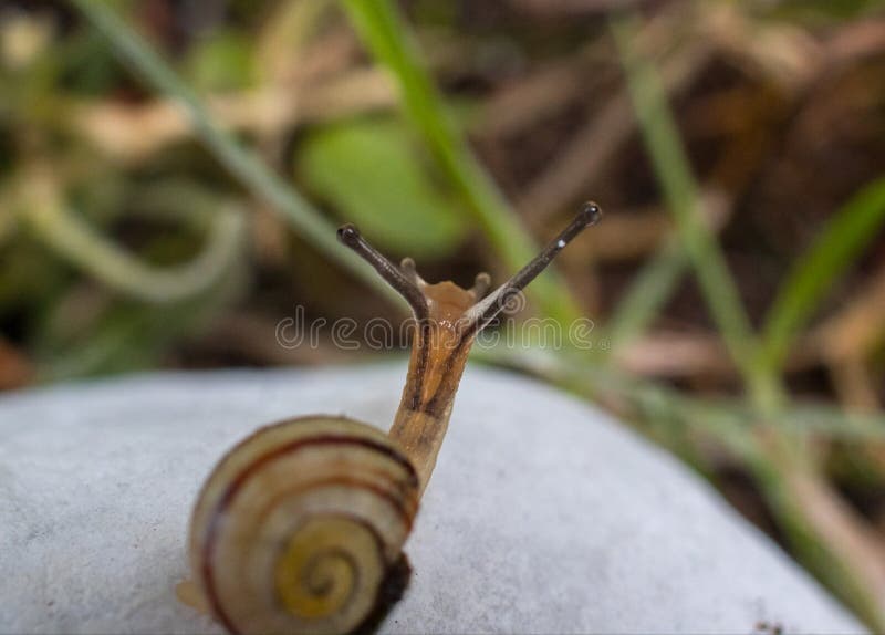 Snail from the Back, on the Ground Stock Photo - Image of looking, pest ...