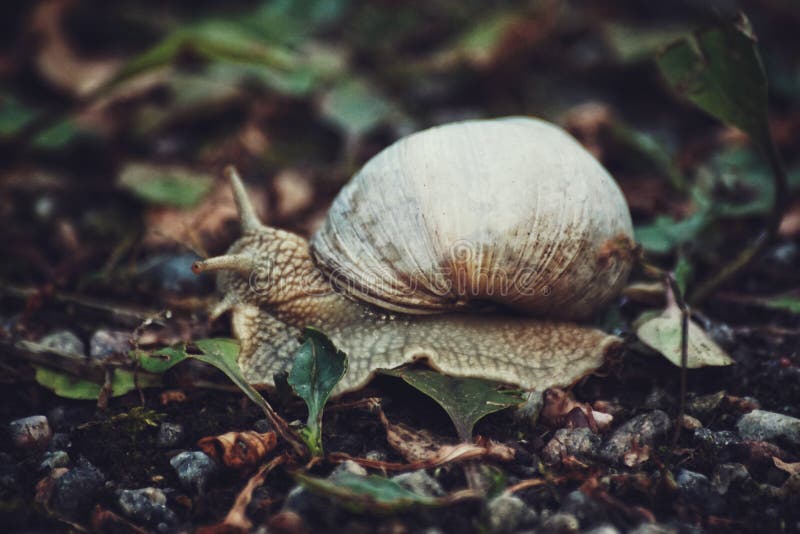 One snail on the ground stock photo. Image of frog, seafood - 251604326