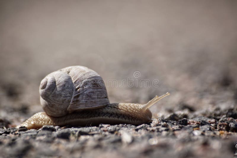 One snail on the ground stock photo. Image of snail - 251602724