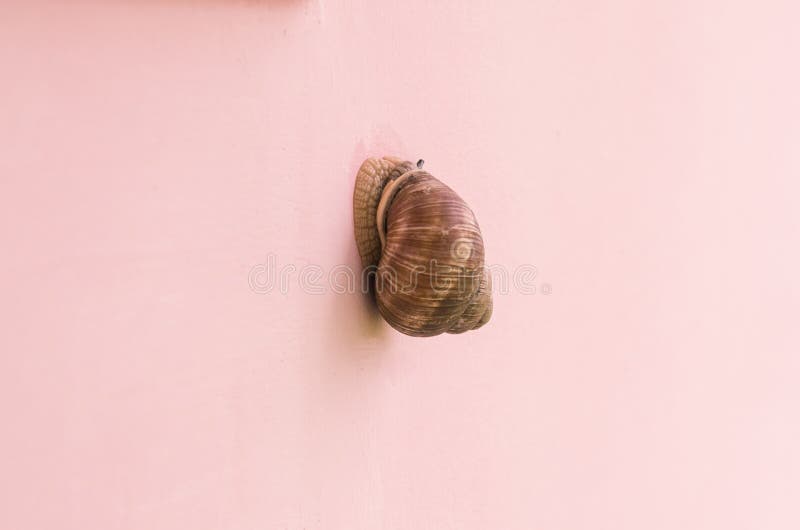 One snail on pink wall stock image. Image of roman, antenna - 150553071