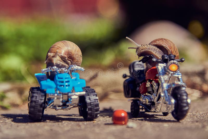 Snail on Quad stock photo. Image of competition, humour - 30790342