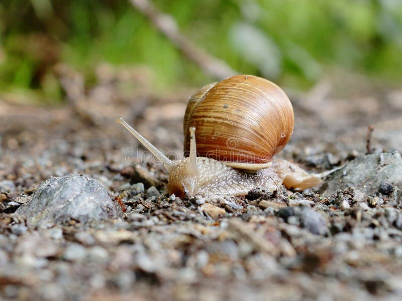 One snail on sandy ground stock photo. Image of slippery - 36049016